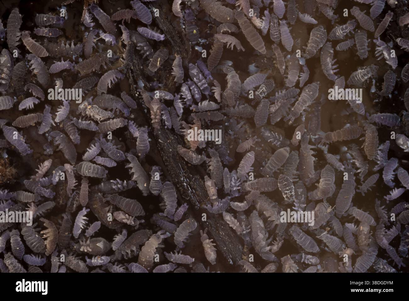 Closeup sezonal one layer agglomeration take of slender springtail ...