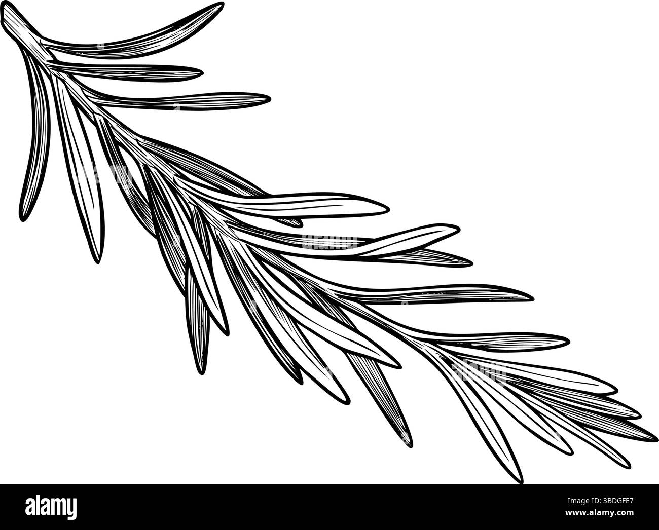 Hand drawn vector illustration of Rosemary sprig in outline style for ...