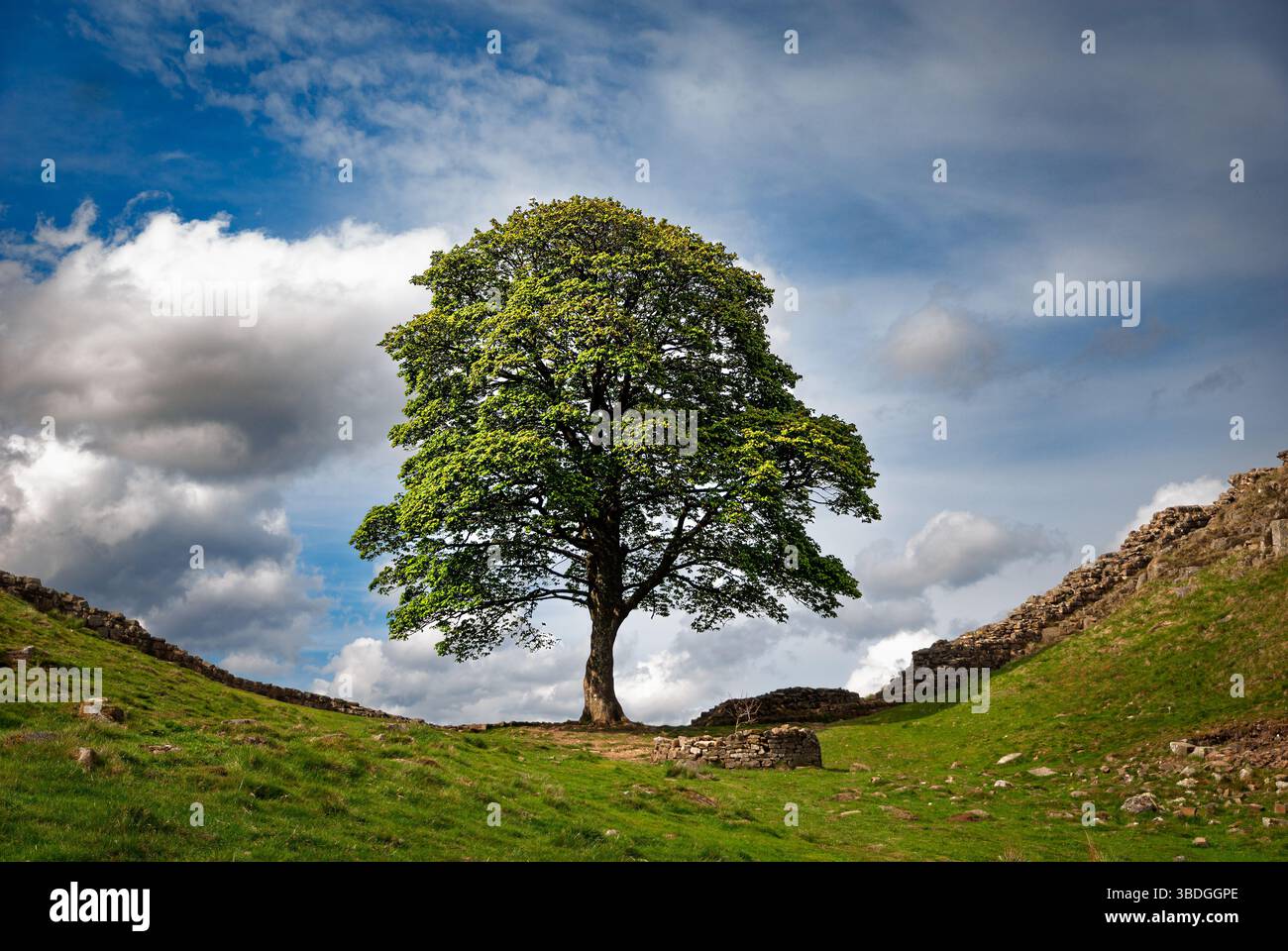 Sycamore Gap tree or Robin Hood tree was a 150-year-old sycamore tree ...
