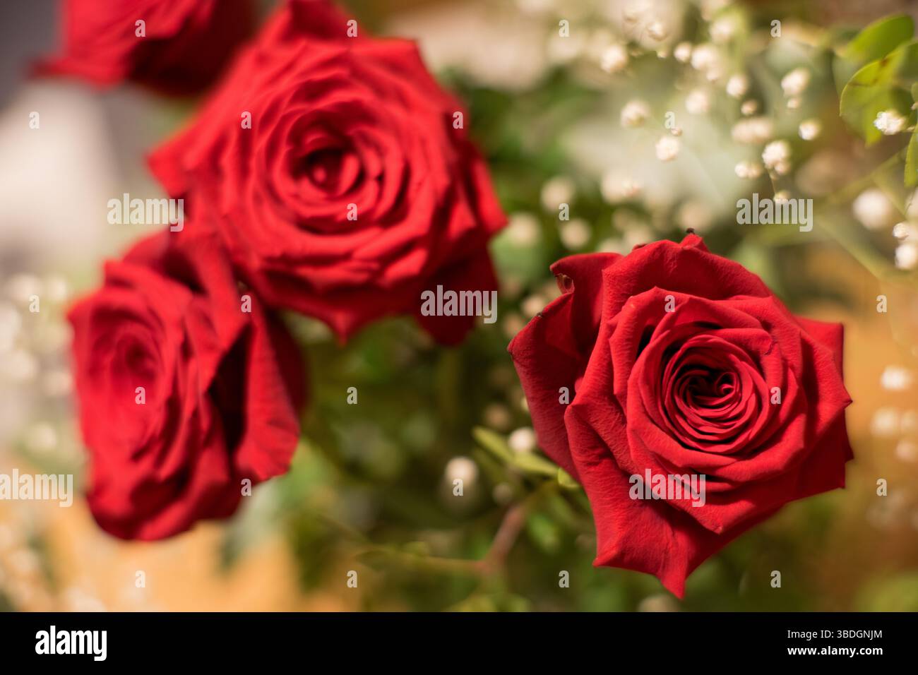 Bright red roses are beautifully arranged with small white flowers and ...