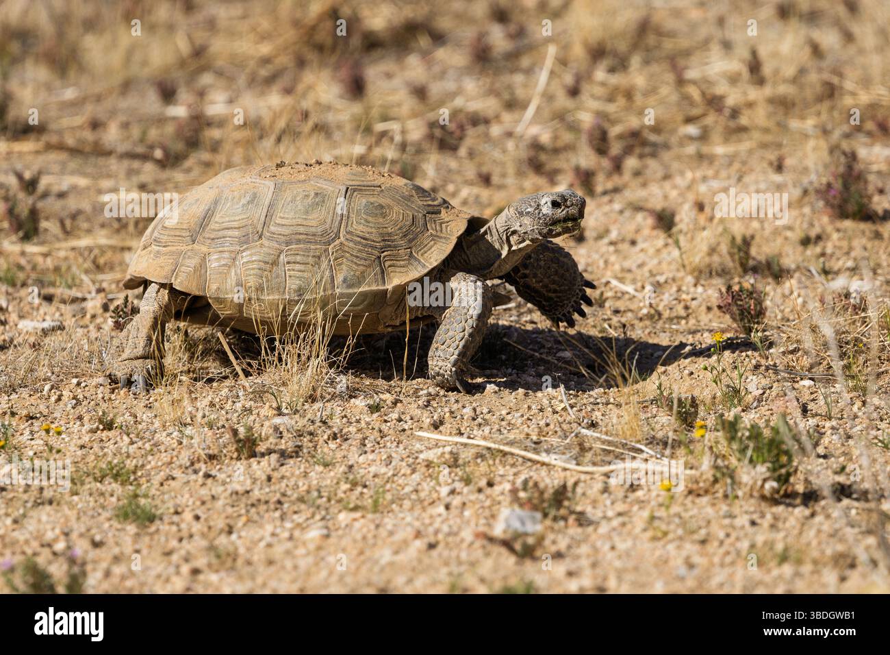 Closeup of endangered Desert Tortoise looking for food. They are native ...