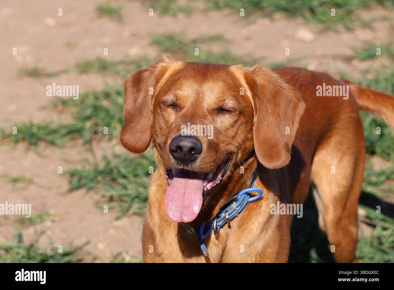 Dog with their eyes shut and tongue out. Basking in the sunshine Stock ...
