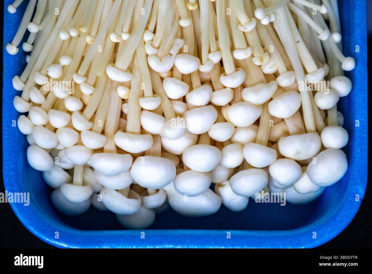 known as Enokitake, the Enoki mushroom Flammulina velutipes, is a ...