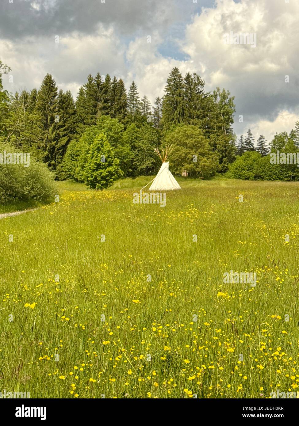 Field of yellow flowers with a teepee in the middle Stock Photo - Alamy