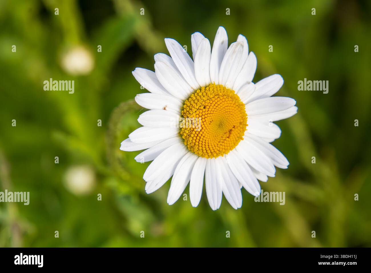 Weiße Margerite (Leucanthemum vulgare) mit gelber Mitte – Makroaufnahme ...