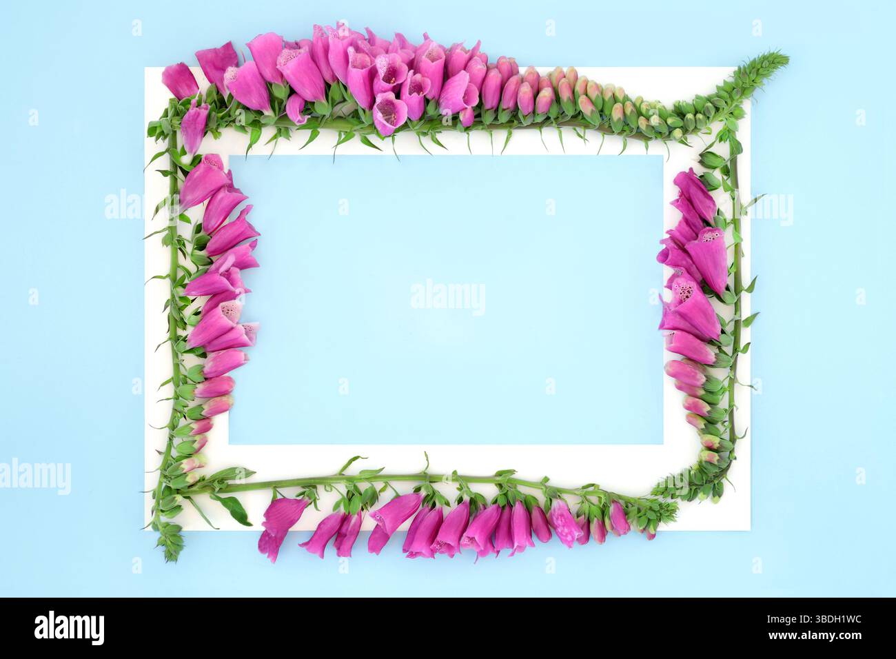Foxglove flowers summer background border frame on pastel blue. Purple ...