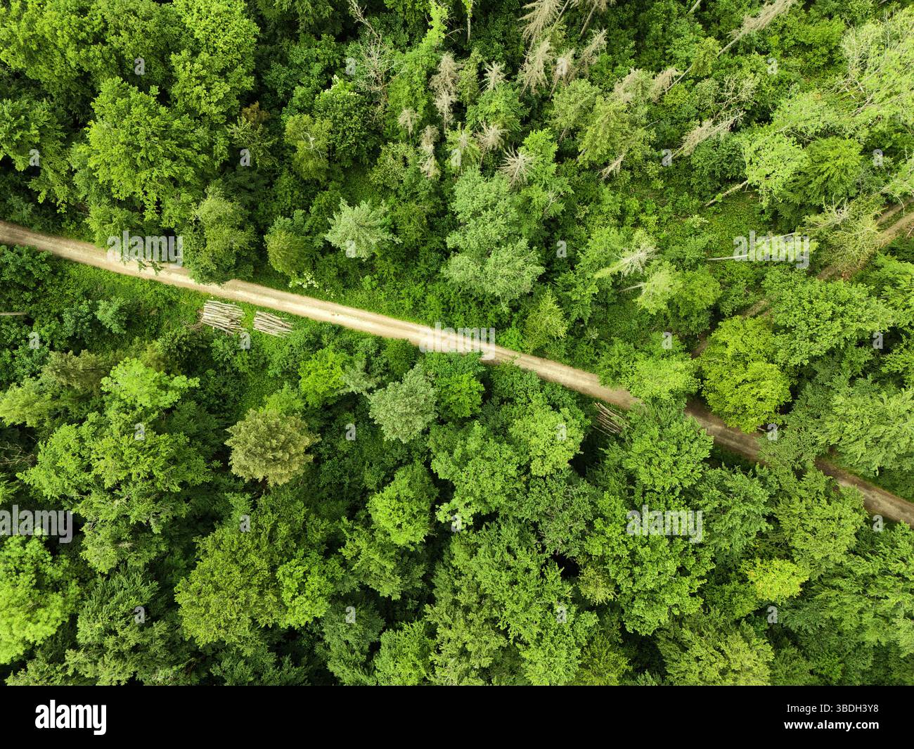 the forest photographed from the air with a drone Stock Photo - Alamy