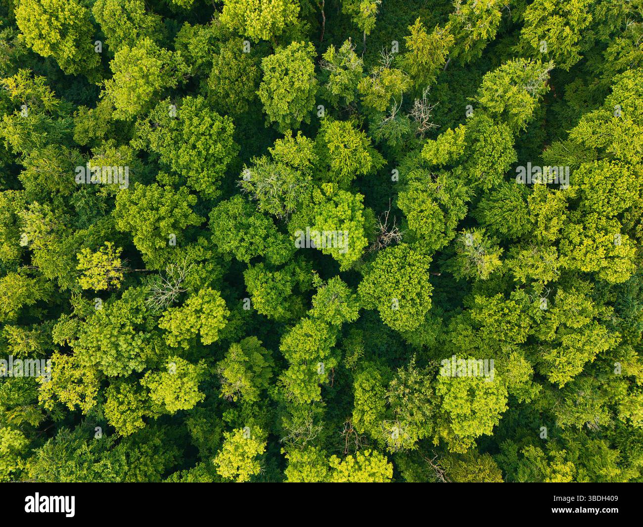 the forest photographed from the air with a drone Stock Photo - Alamy