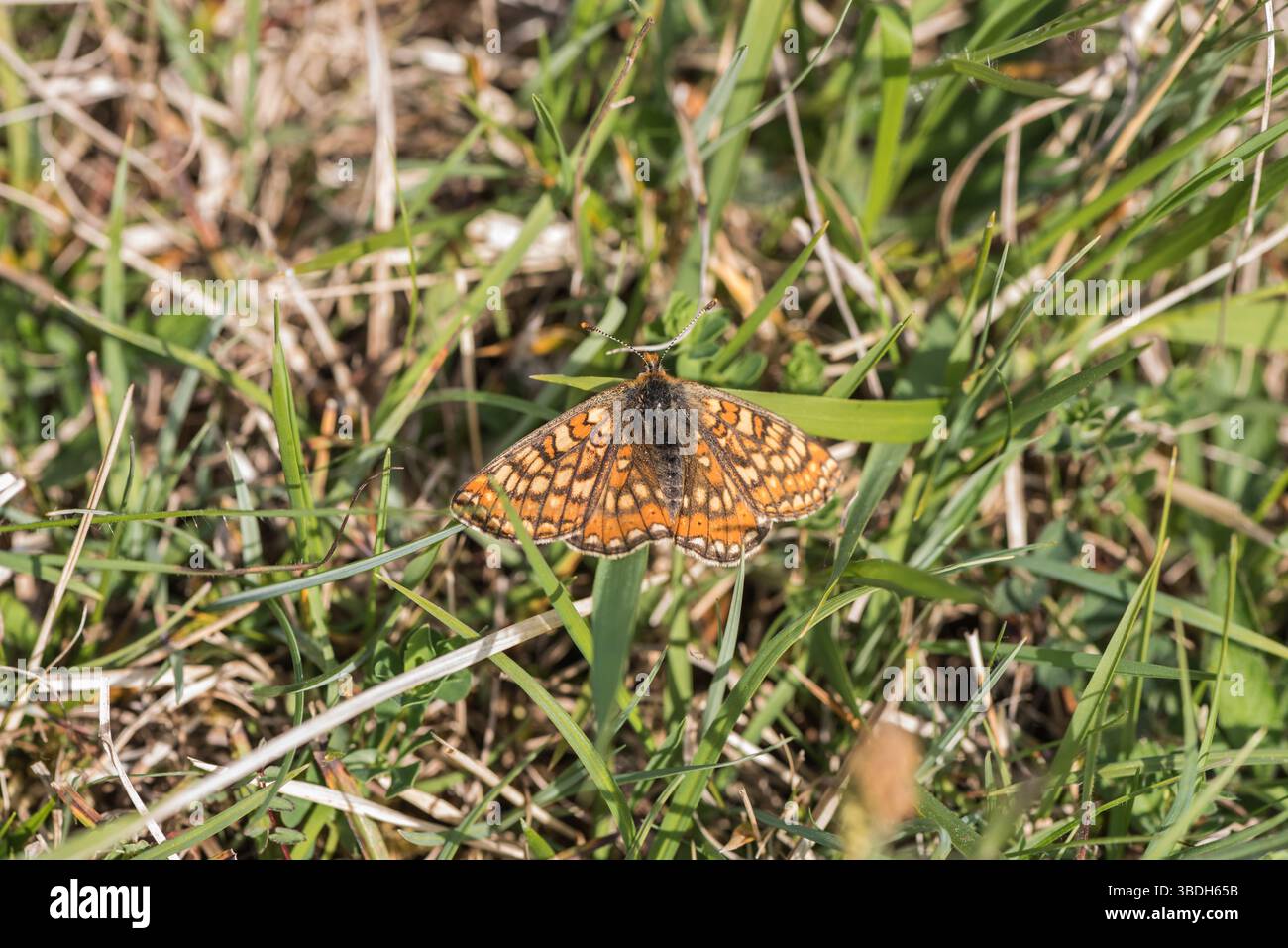 Marsh Fritillary (Euphydryas aurinia) at Prestbury Hill Butterfly ...