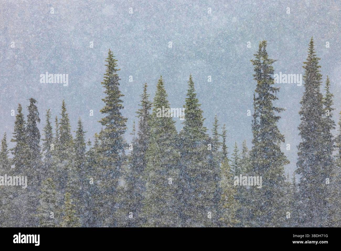 Peaceful snow falling on Hurricane Ridge in May, Olympic National Park ...