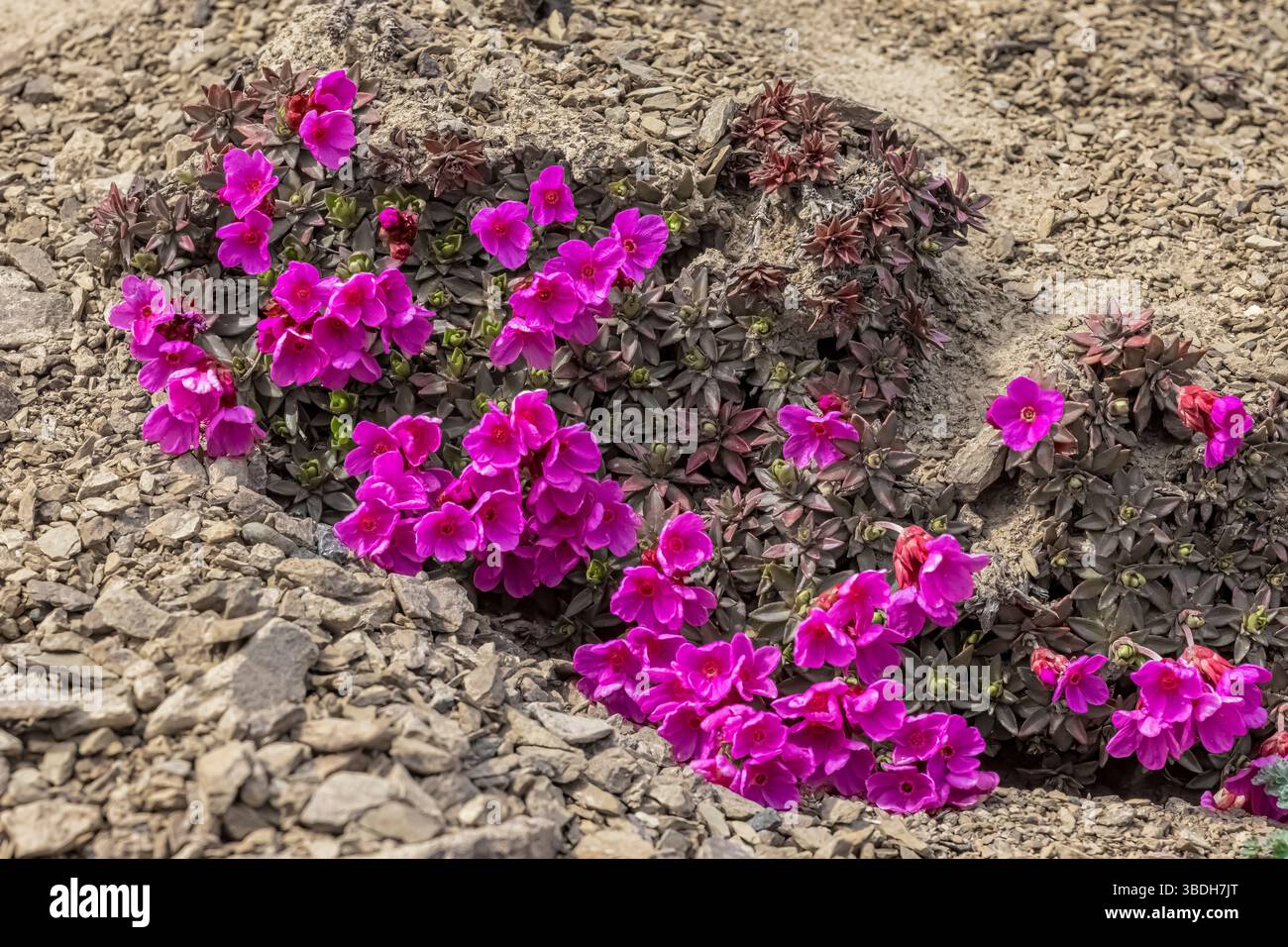 Smooth Douglasia, Androsace laevigata, flowering on Hurricane Ridge ...