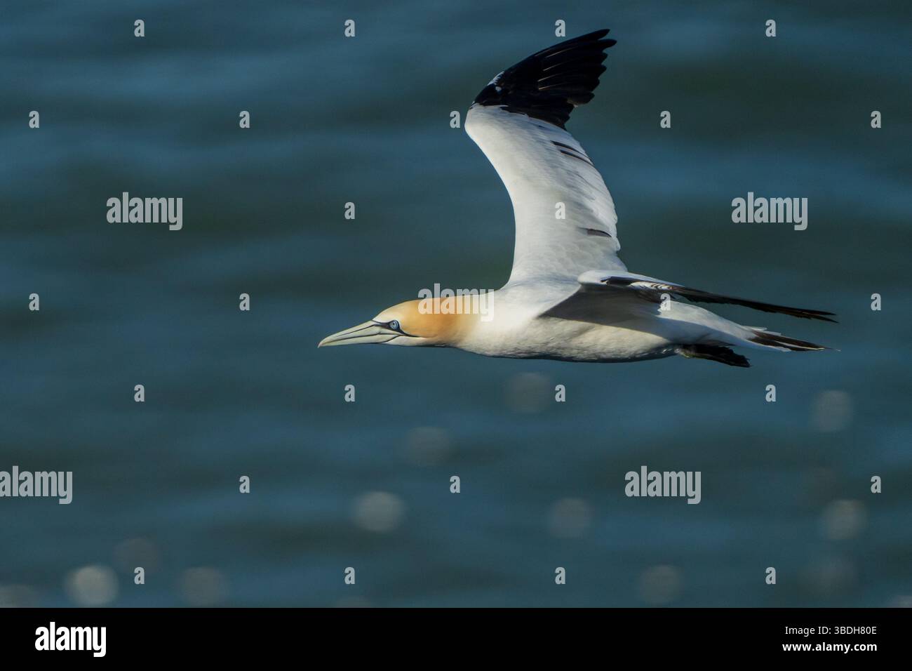 Gannet in flight near Bempton Cliffs, wings outstretched against ...