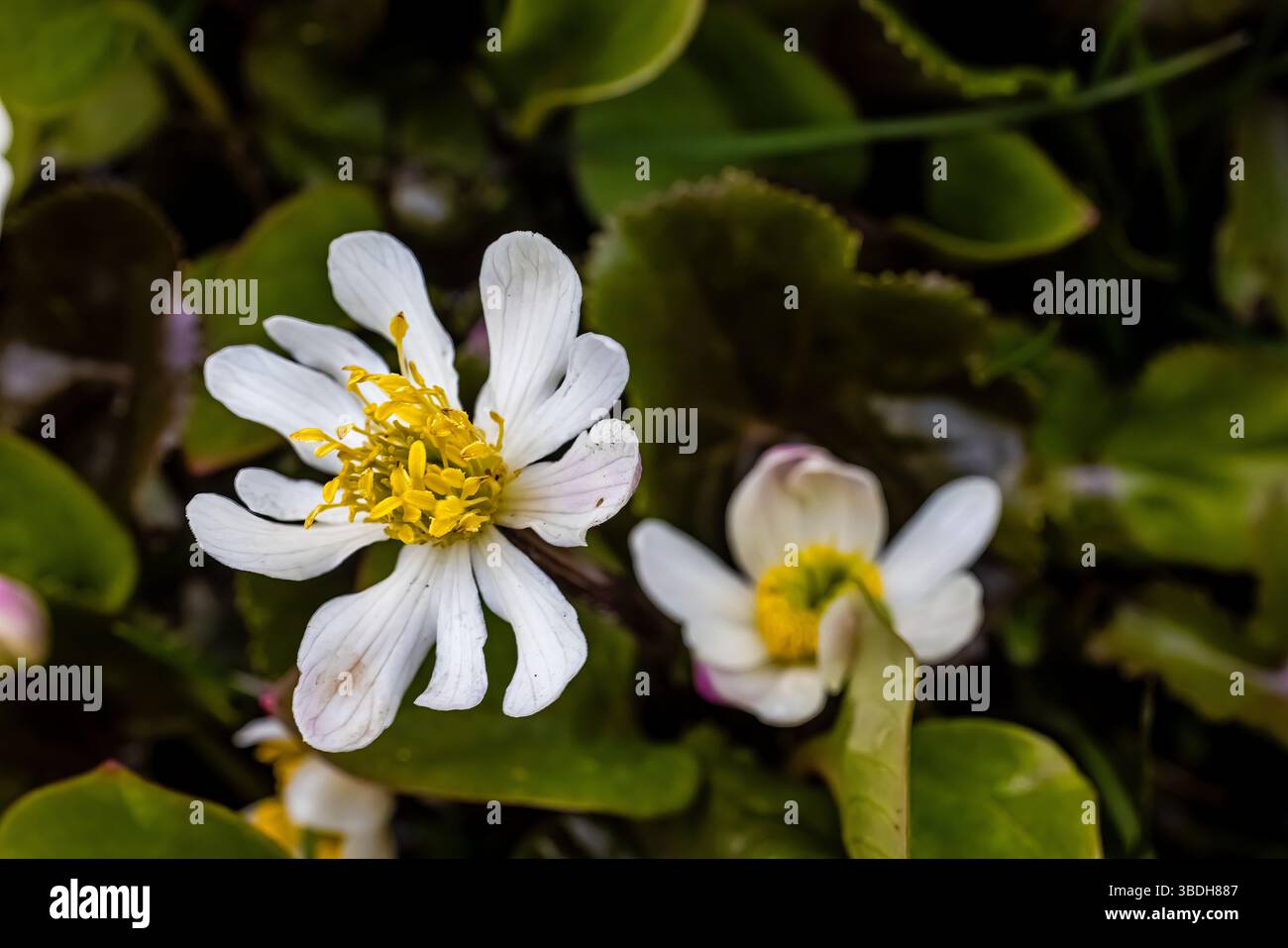 Twin flowered marsh marigold hi-res stock photography and images - Alamy