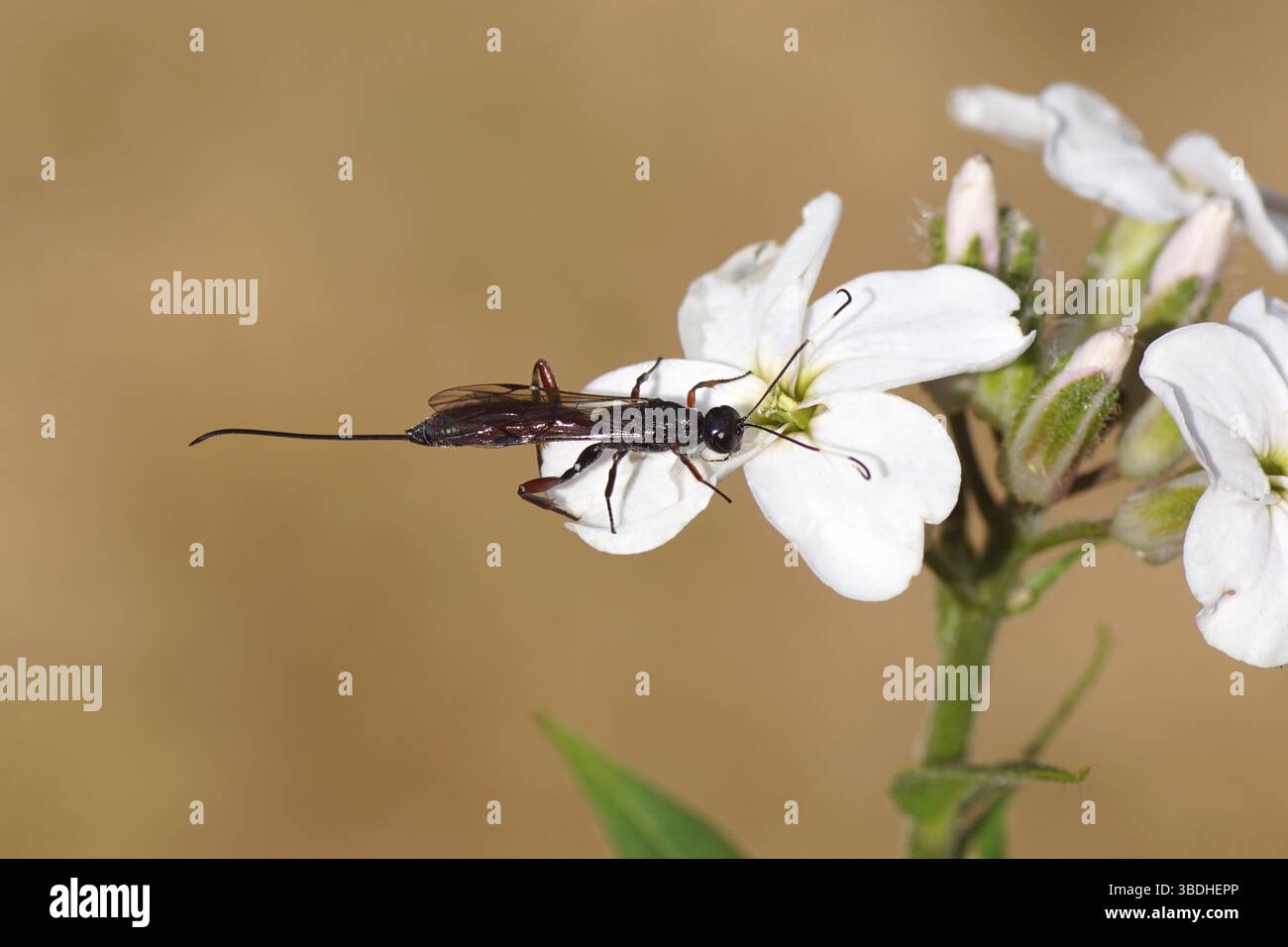 Close up female parasitic wasp Xorides, family ichneumon wasps or ...