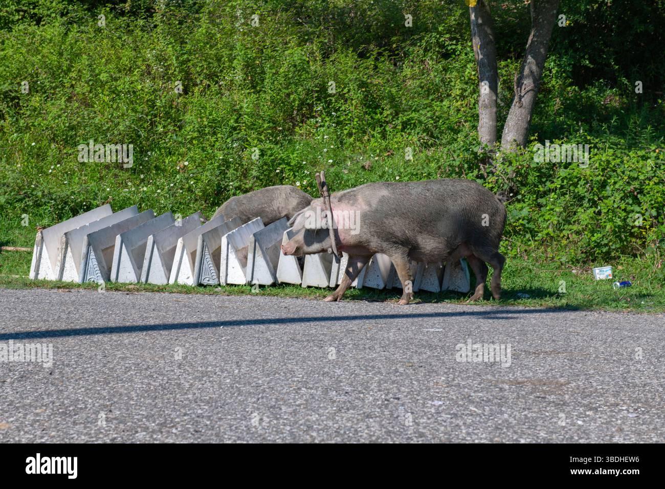 two huge pig with a collar walks on the grass in Georgia Stock Photo ...