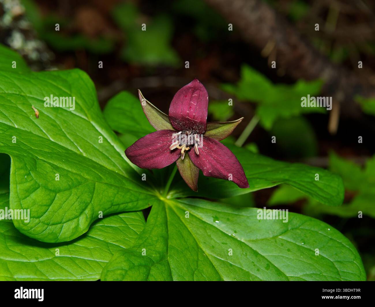 A mature Red Trillium Quebec,Canada Stock Photo - Alamy