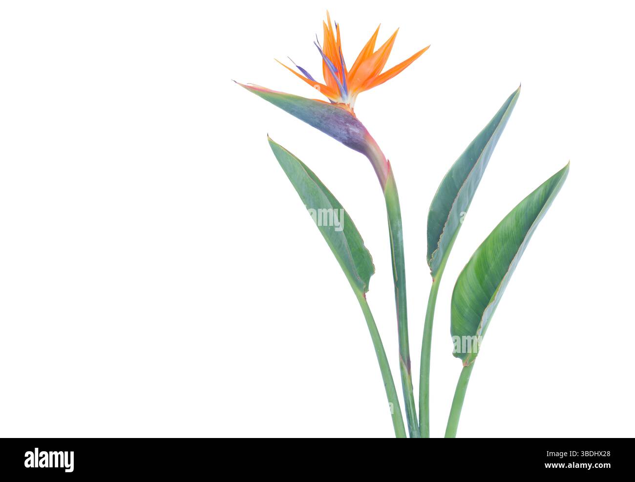 Stunning and Beautiful Strelitzia Flowers Displayed on a Clean White ...