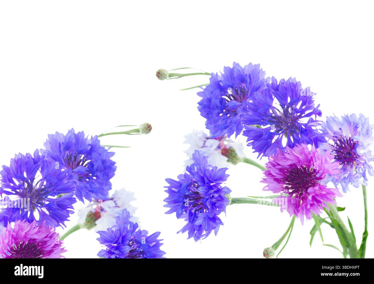 A vibrant bouquet of blue and purple cornflowers on a clean white ...