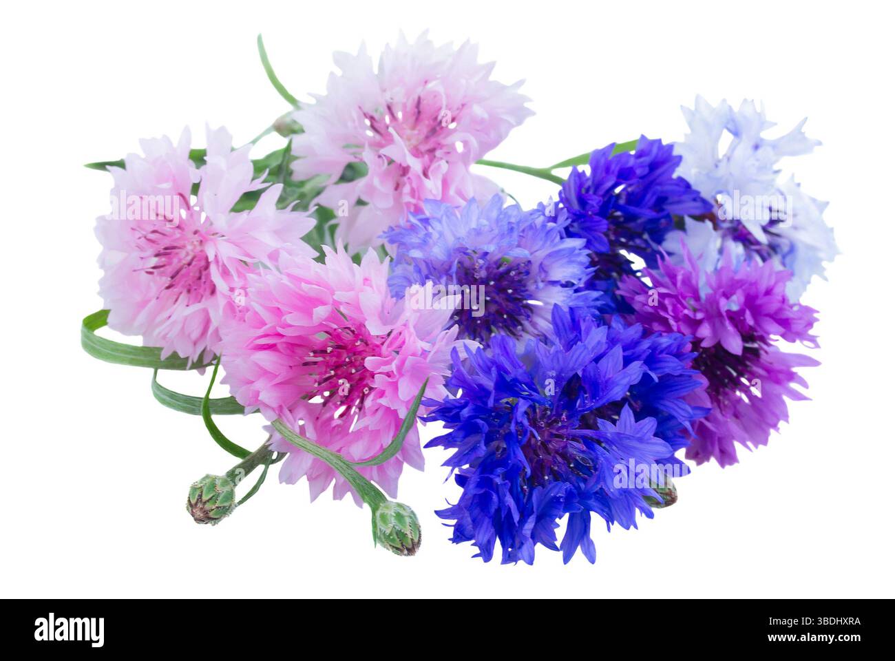 A vibrant bouquet of blue and purple cornflowers on a clean white ...