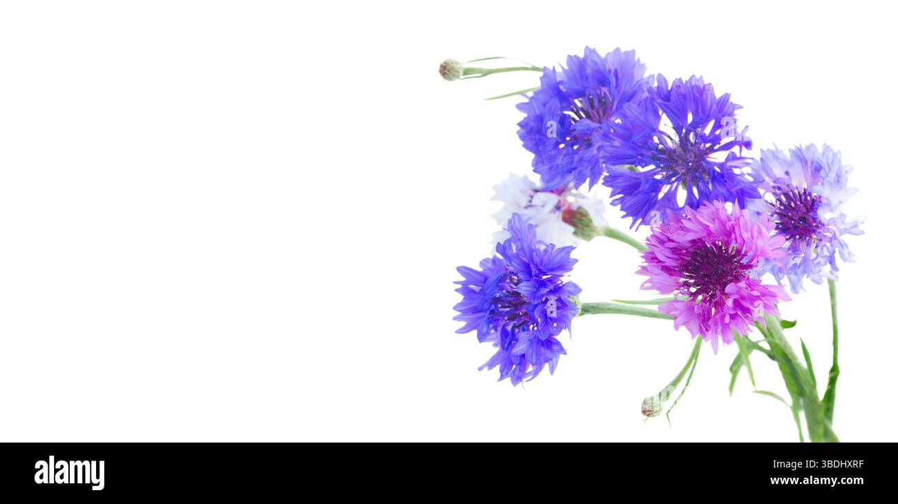 A vibrant bouquet of blue and purple cornflowers on a clean white ...