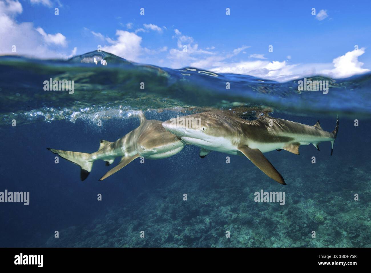 Half-and-half shot half and half shot split shot of group of blacktip ...