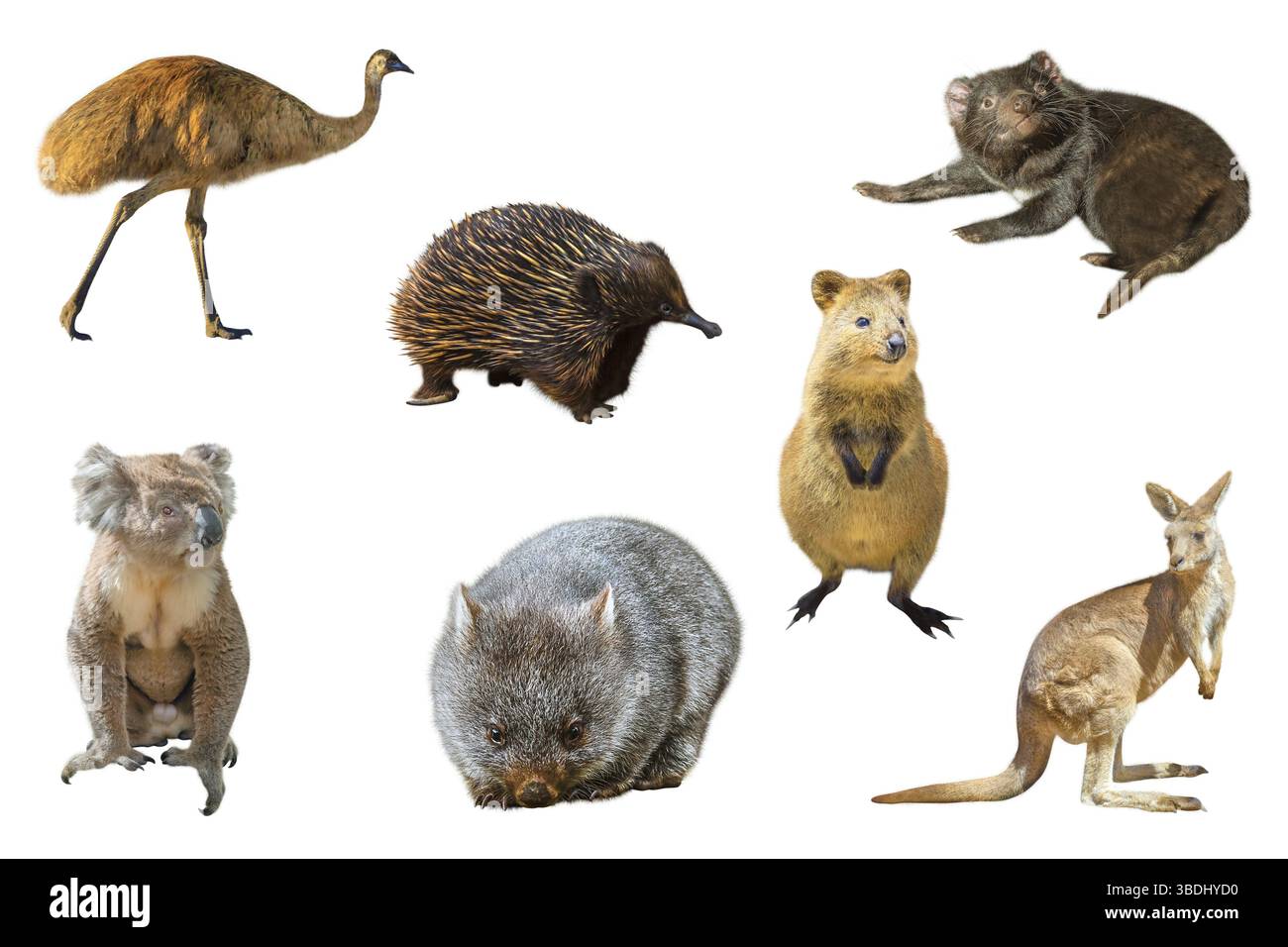 Collage of Australian animals, isolated on white background. The Emu ...