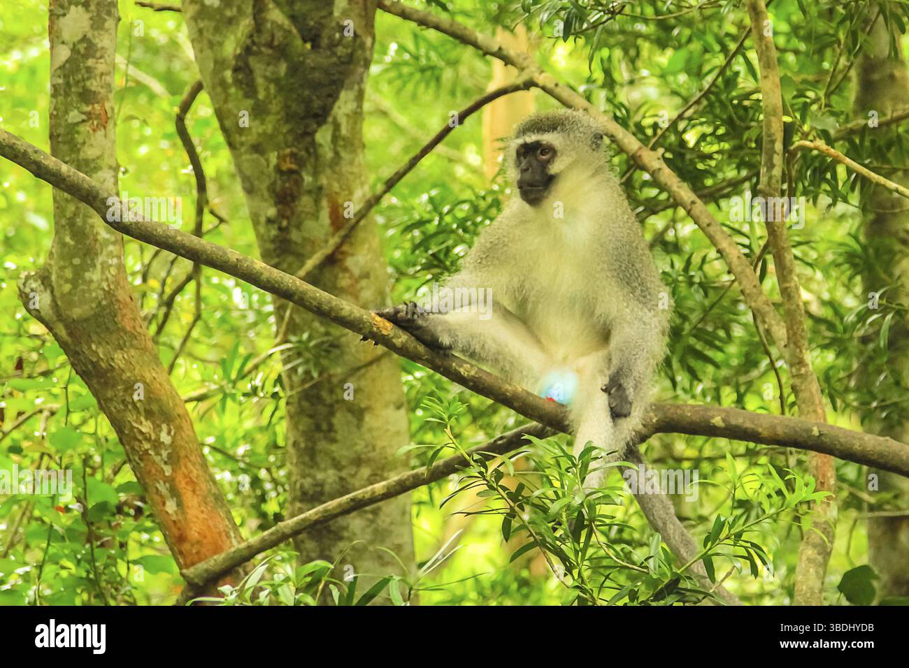 Vervet Monkey. Blue testicles monkey on a tree in the African forest ...