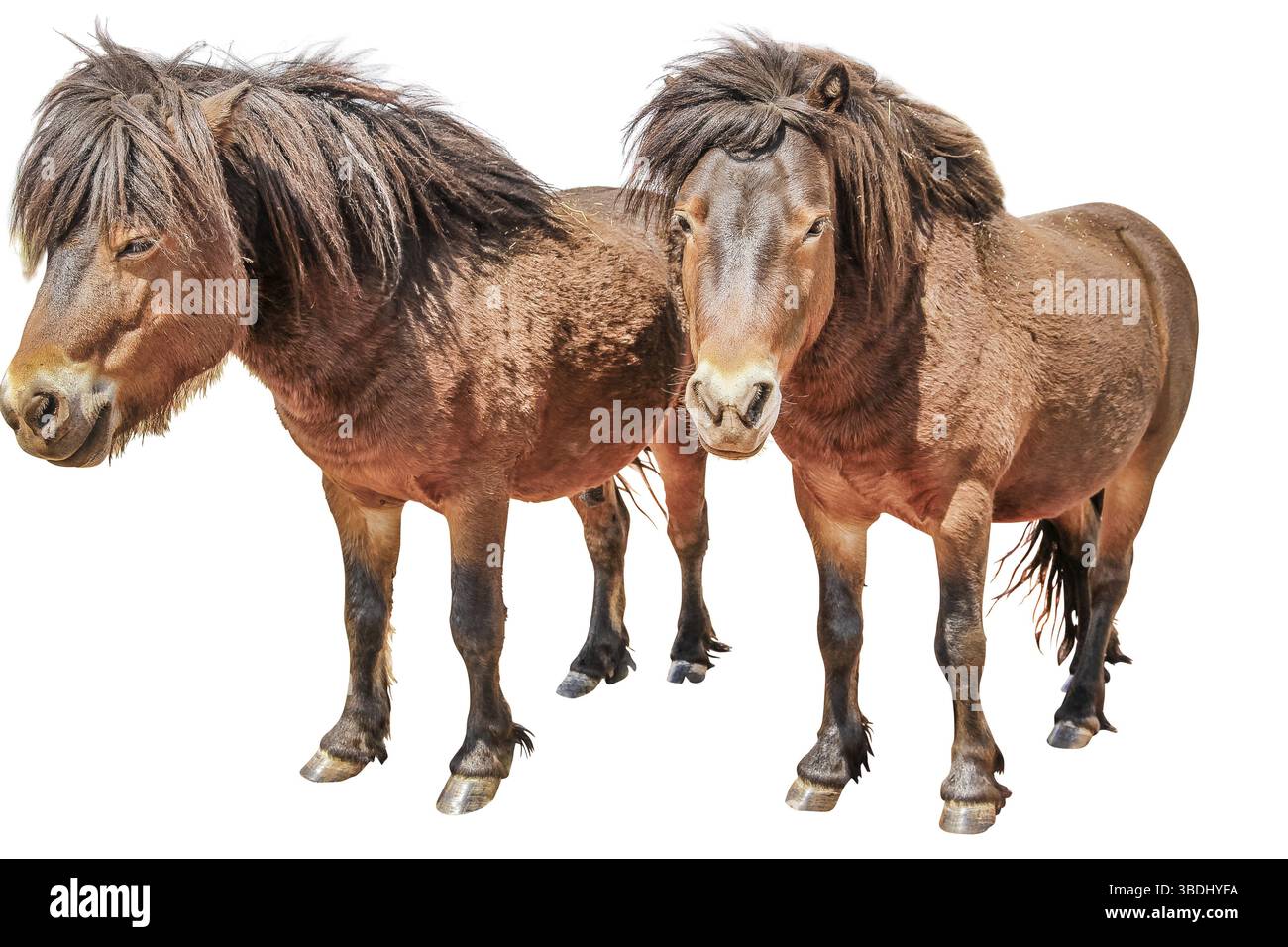 Dry grassland Cut Out Stock Images & Pictures - Alamy