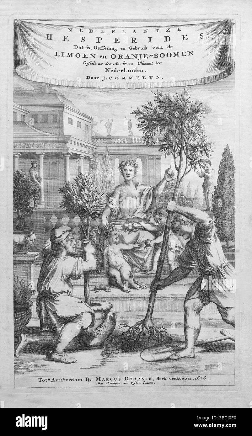 Growing, cultivating and overwintering citrus fruits, copperplate ...