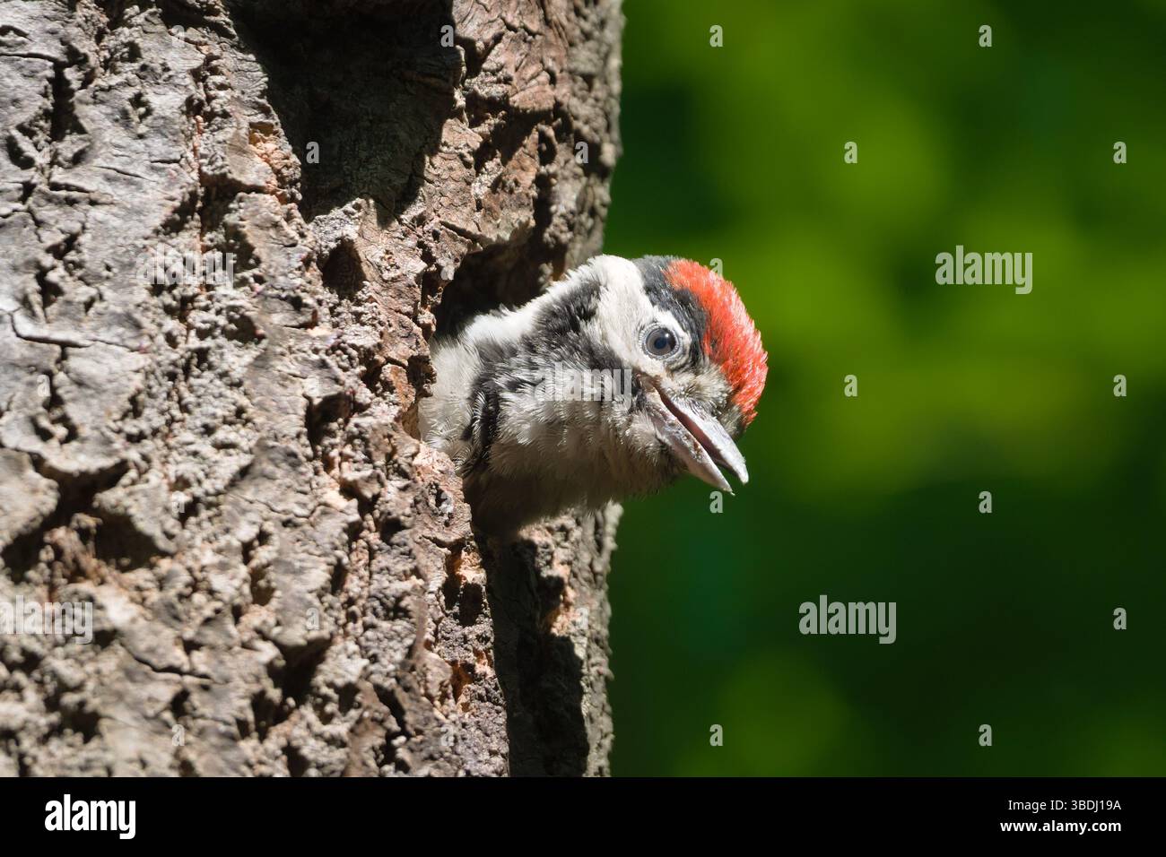 Dendrocopos major aka Great Spotted Woodpecker baby is calling his mum ...