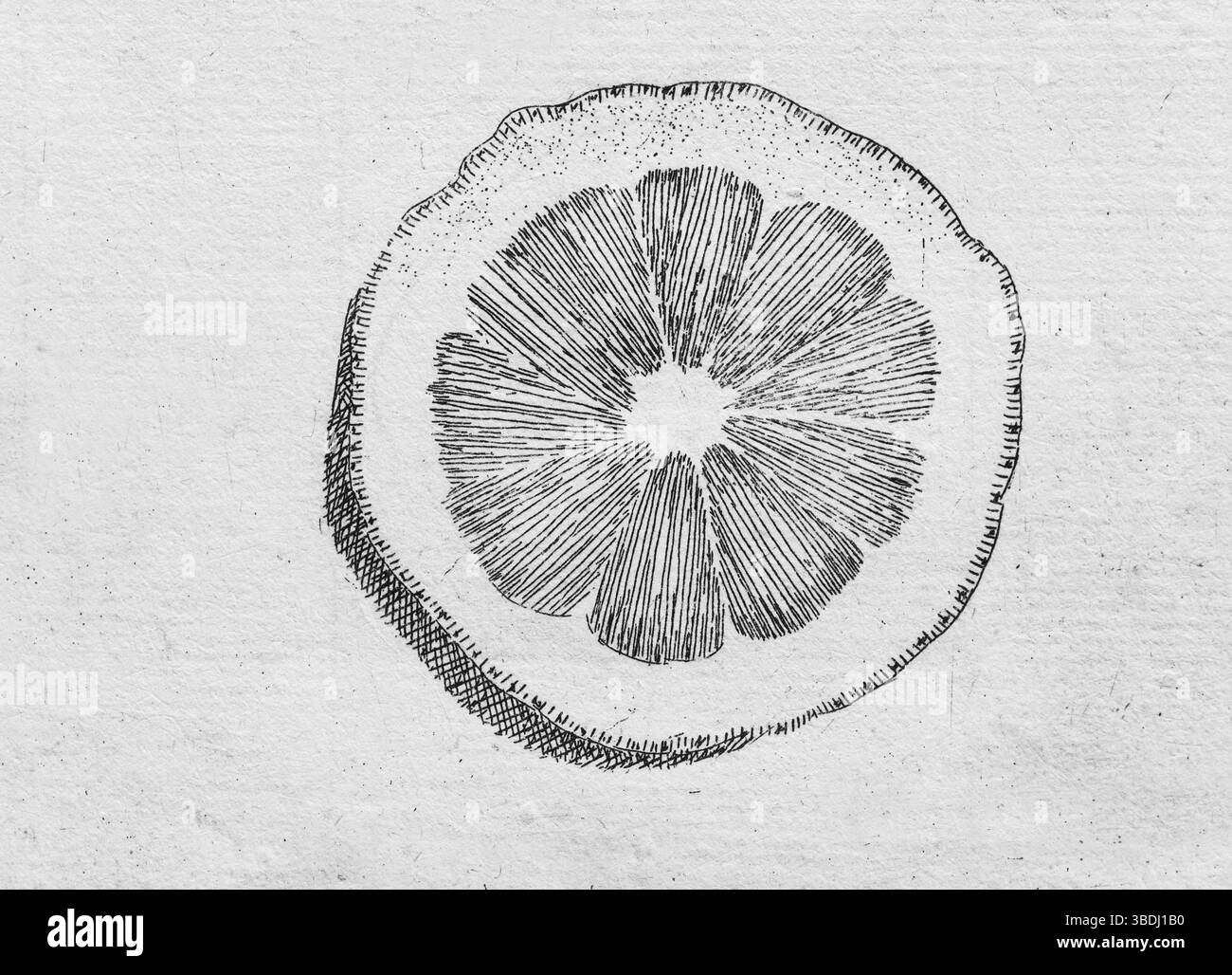 Limon Pseudocitratus Barberinorum, lemon, citrus fruit, copperplate ...