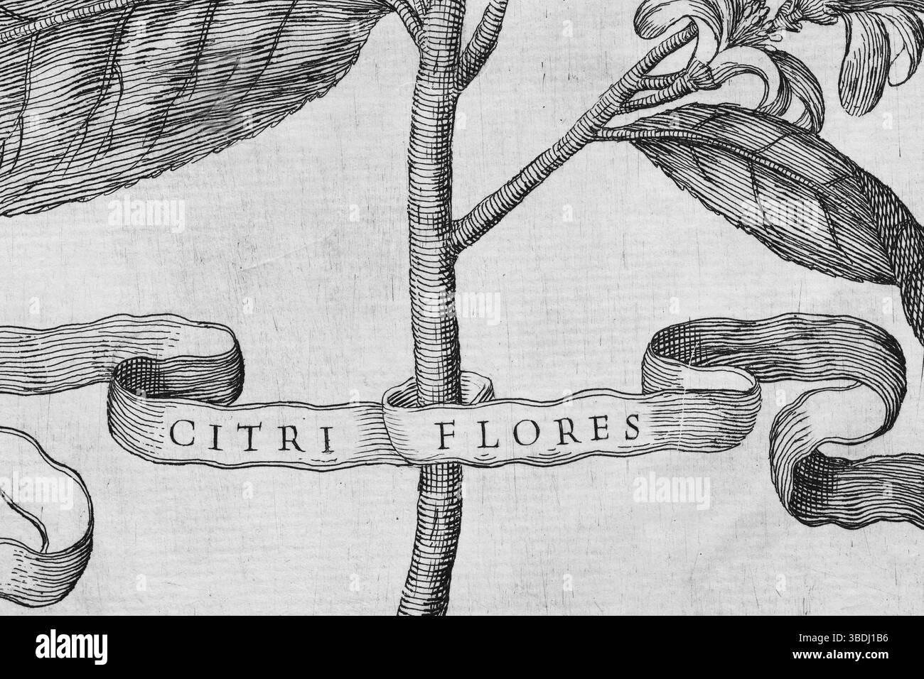 Citri flores hi-res stock photography and images - Alamy