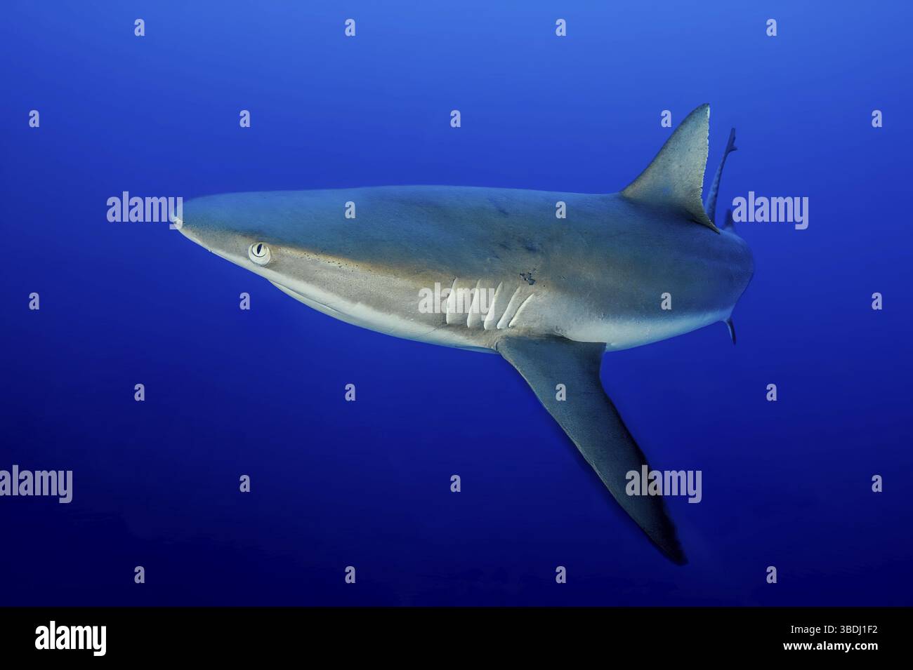 Grey reef shark (Carcharhinus amblyrhynchos) swimming in open water in ...