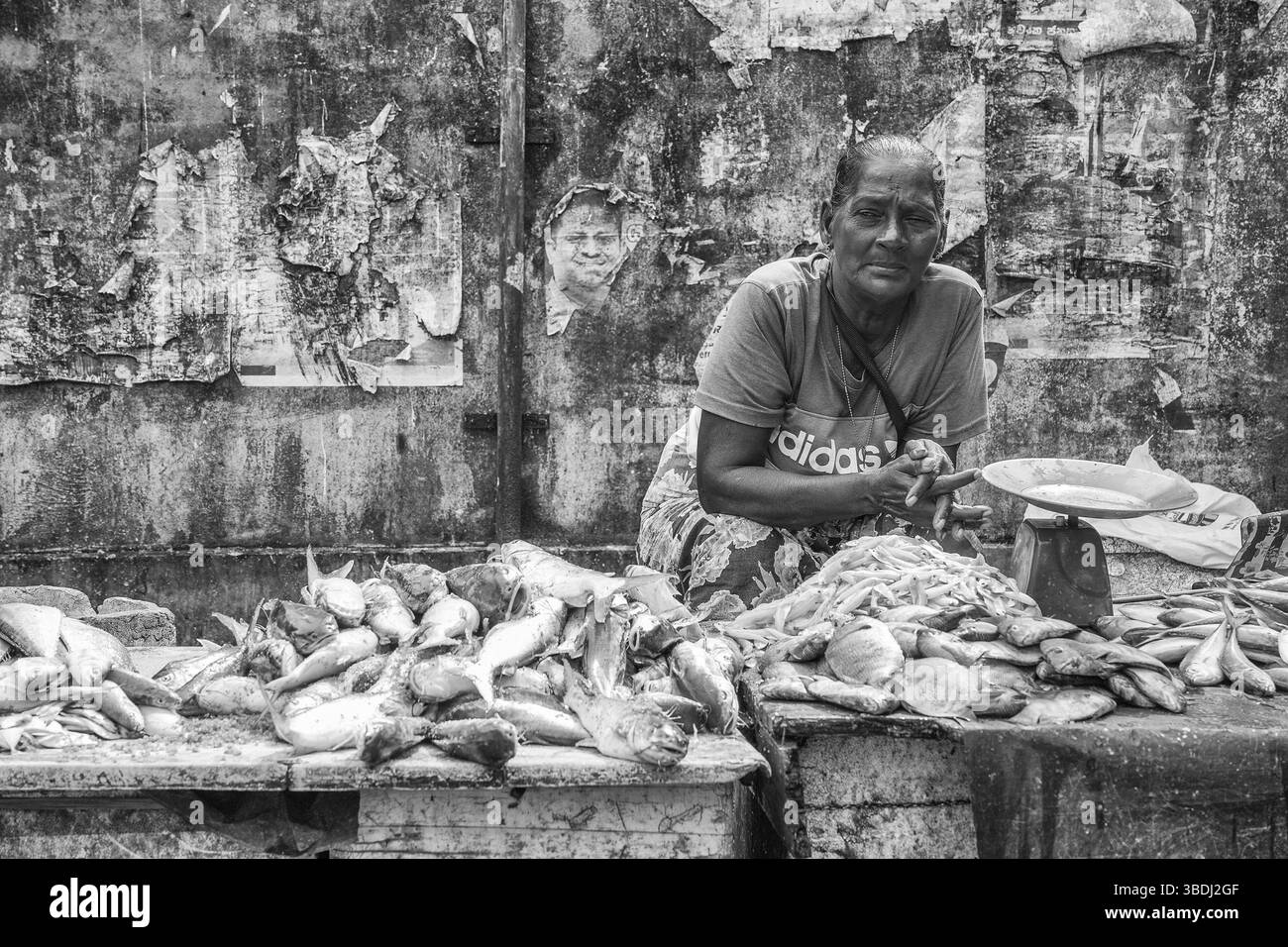 Fish market of Chilaw in Sri Lanka, Asia Stock Photo - Alamy