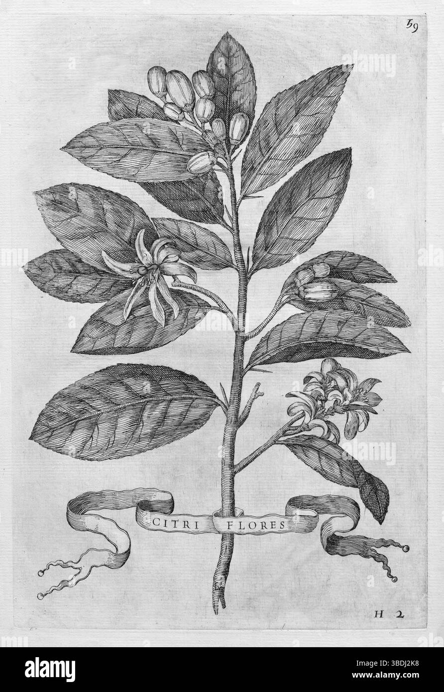 Citri flores hi-res stock photography and images - Alamy