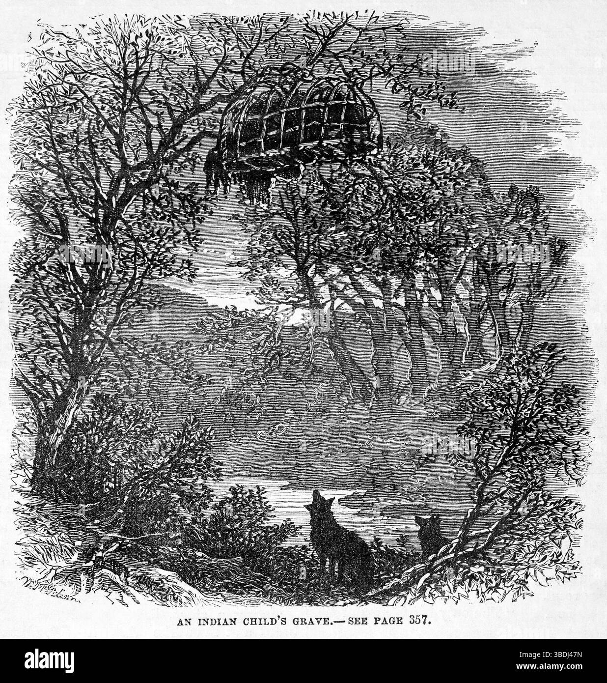 An Indian child's grave. Depicts a tree burial of a Native American ...