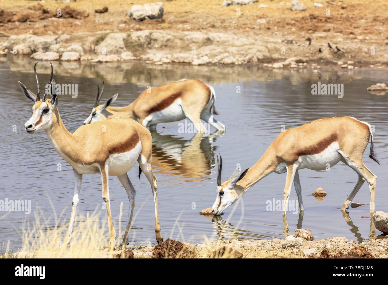 Three springboks gazelles at pool in Namibian savannah of Etosha ...