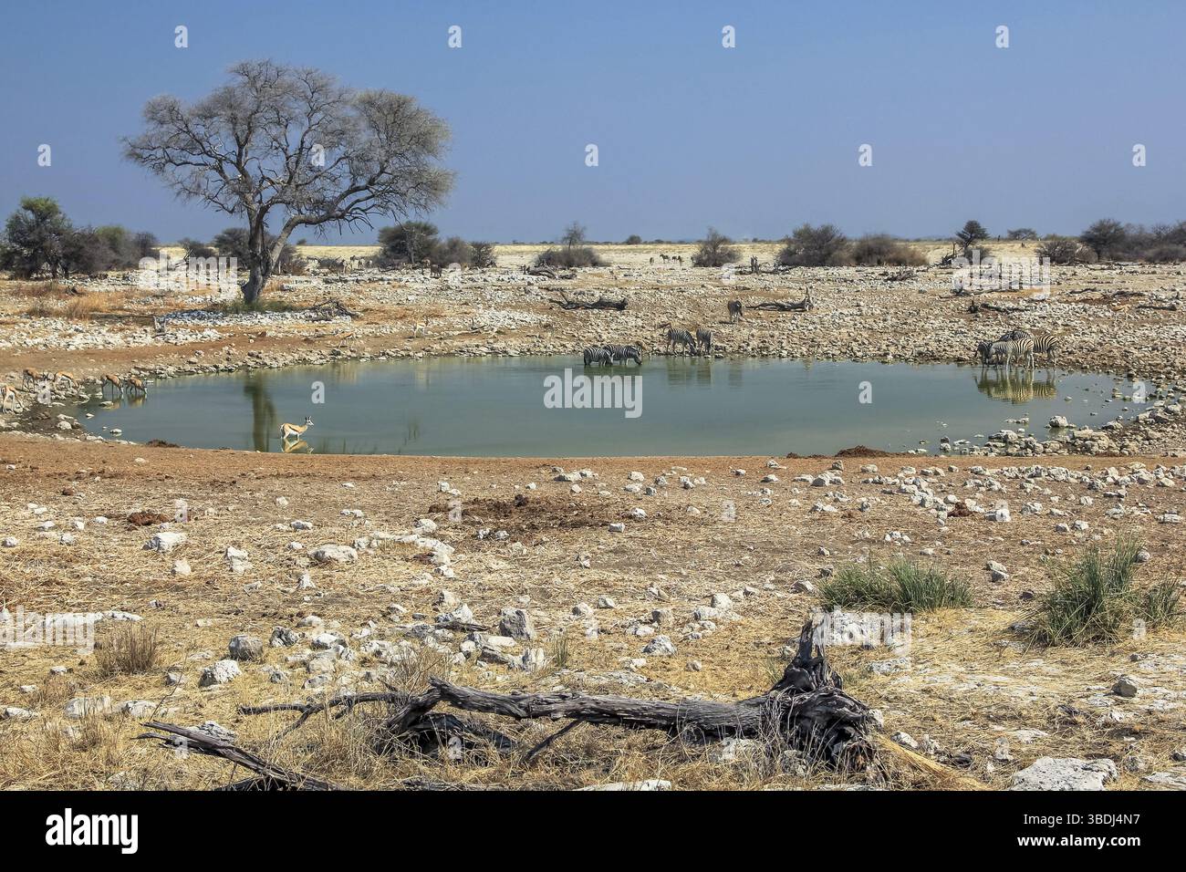 Wild animals like zebras elephants giraffes ostriches springboks ...