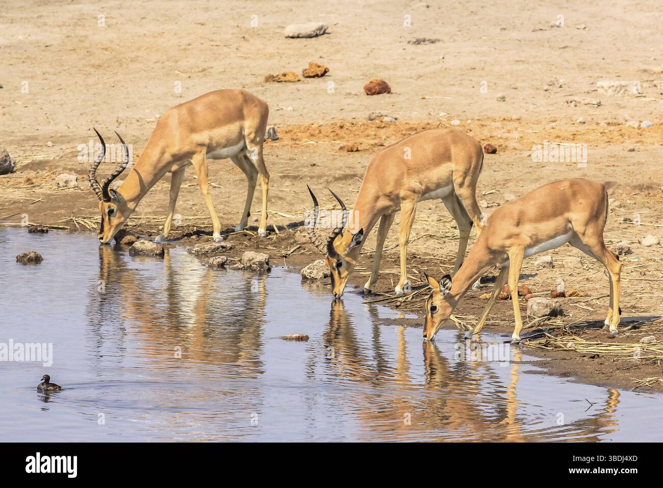 Three impalas drinking at pool in Namibian savannah of Etosha National ...