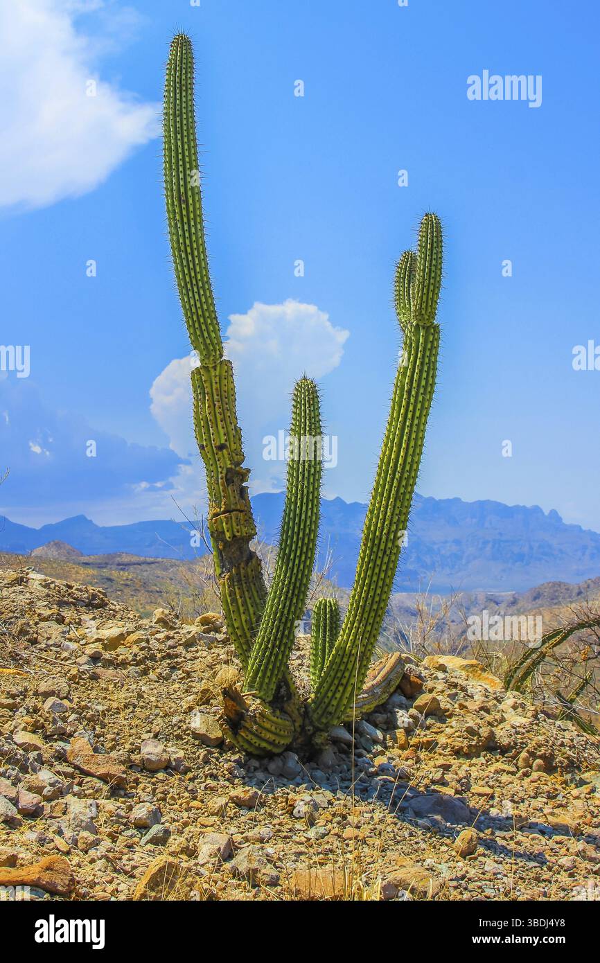 Large elephant Cardon cactus or cactus Pachycereus pringlei at a desert ...
