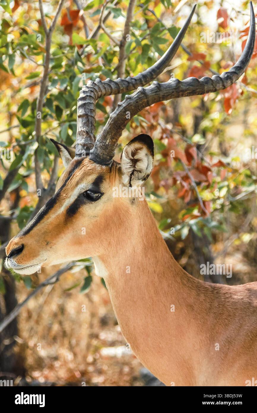 Springbok portrait at sunset in the Namib Desert, with bush tree ...