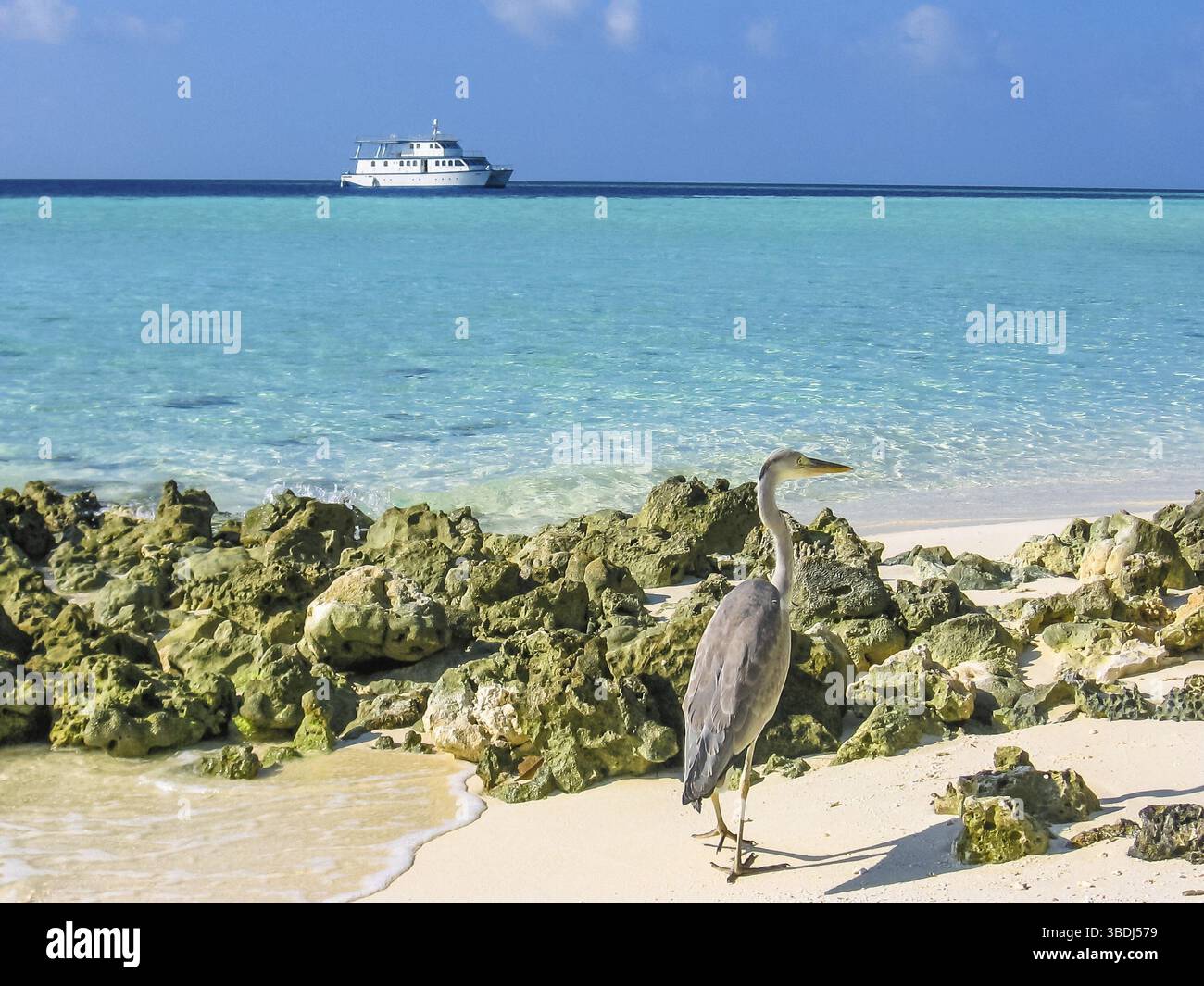 Heron Bird on the Maldives beach. Turquoise water of the lagoon ...