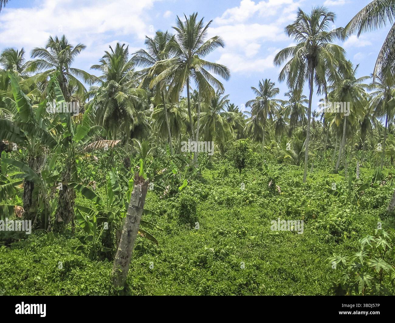 The dense forest of palm trees coconut in Samana Peninsula that ...