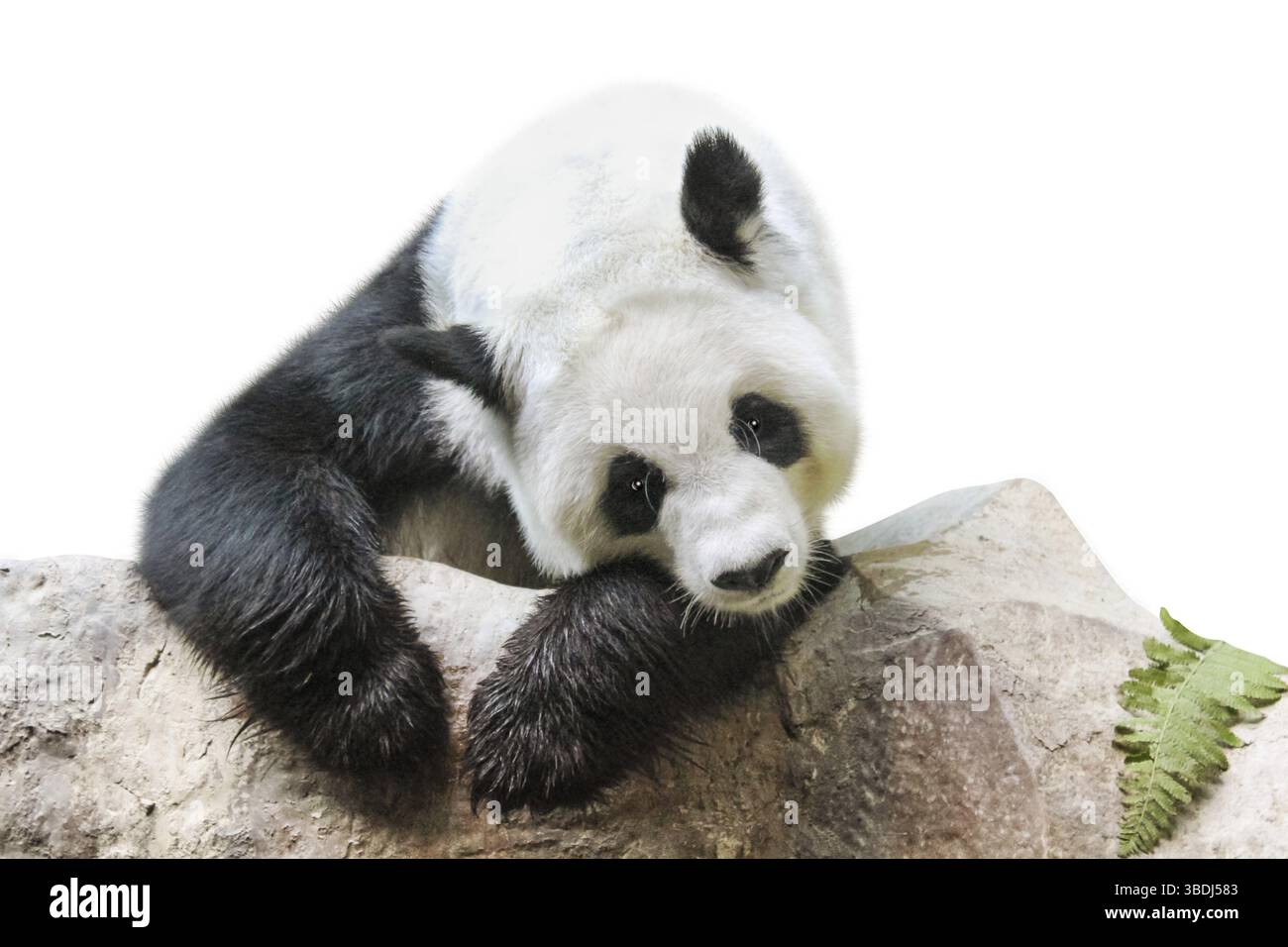 Giant Panda portrait, Ailuropoda melanoleuca or panda bear, from south ...