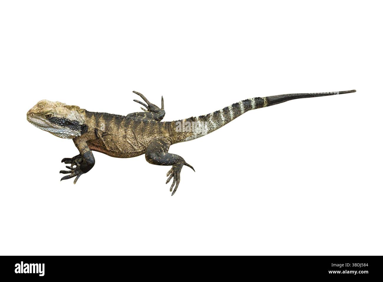Male brown eastern water dragon basking, from Australia, isolated on ...