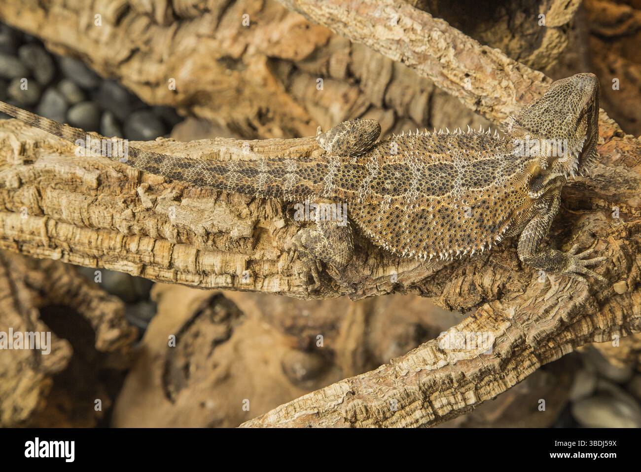 Australian lizard called pogona hi-res stock photography and images - Alamy