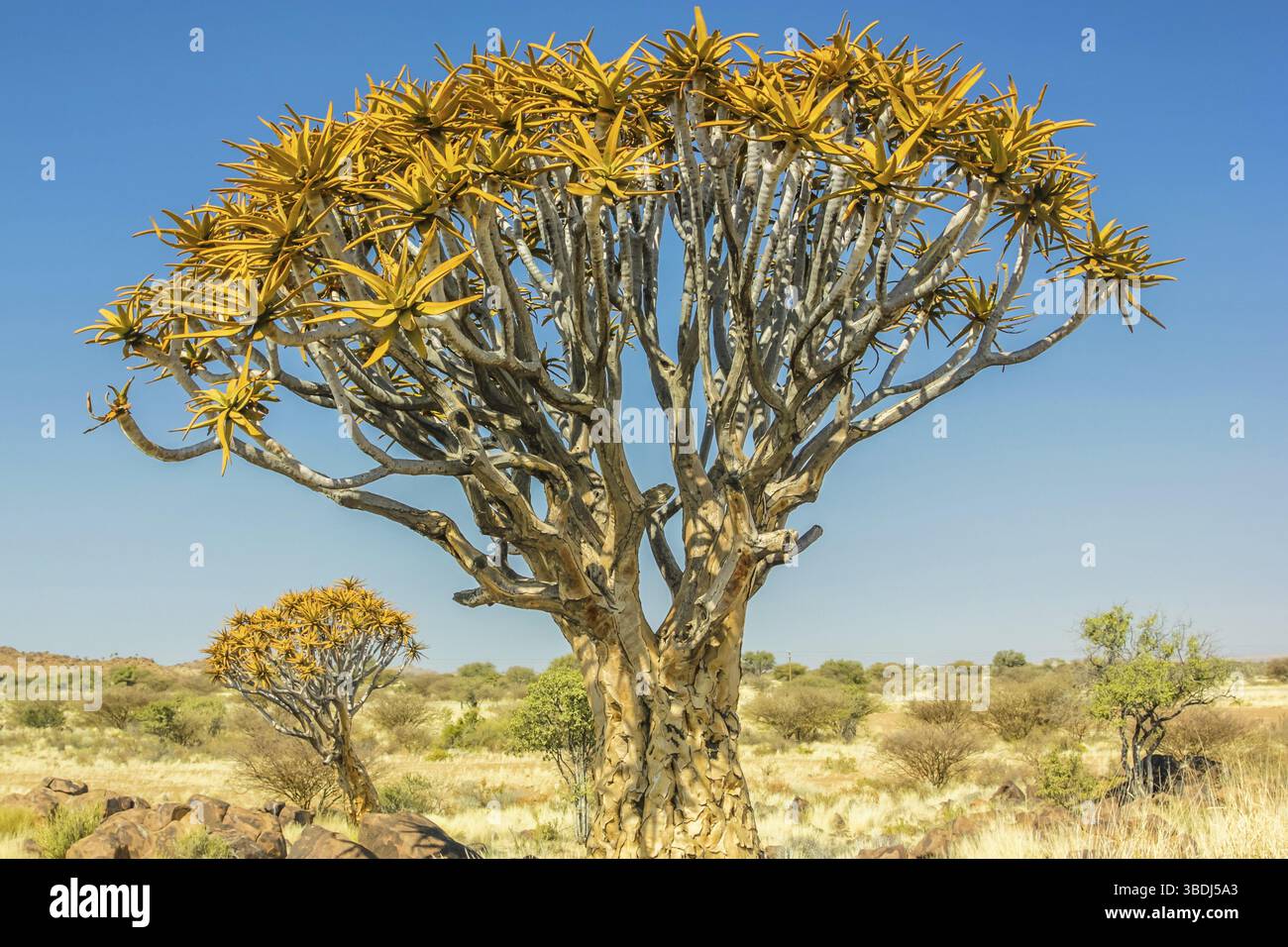 National Monument of Quiver Tree Forest, consisting of aloe trees, in ...