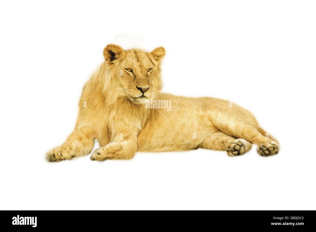 Lion sitting zebra Cut Out Stock Images & Pictures - Alamy