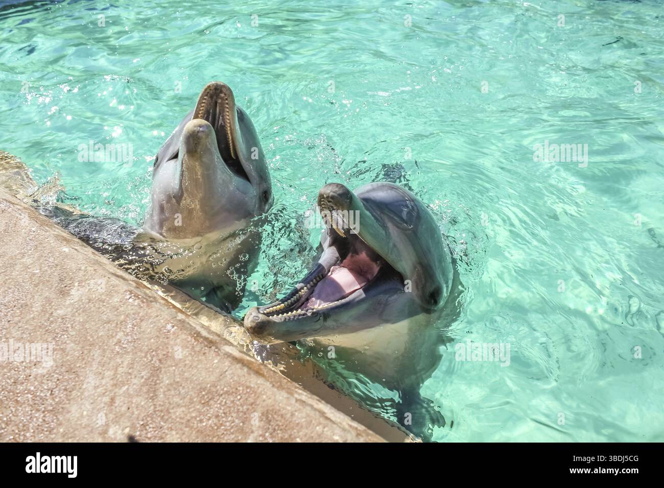 Two cute laughing dolphins in the water. Dolphin underwater sea ...