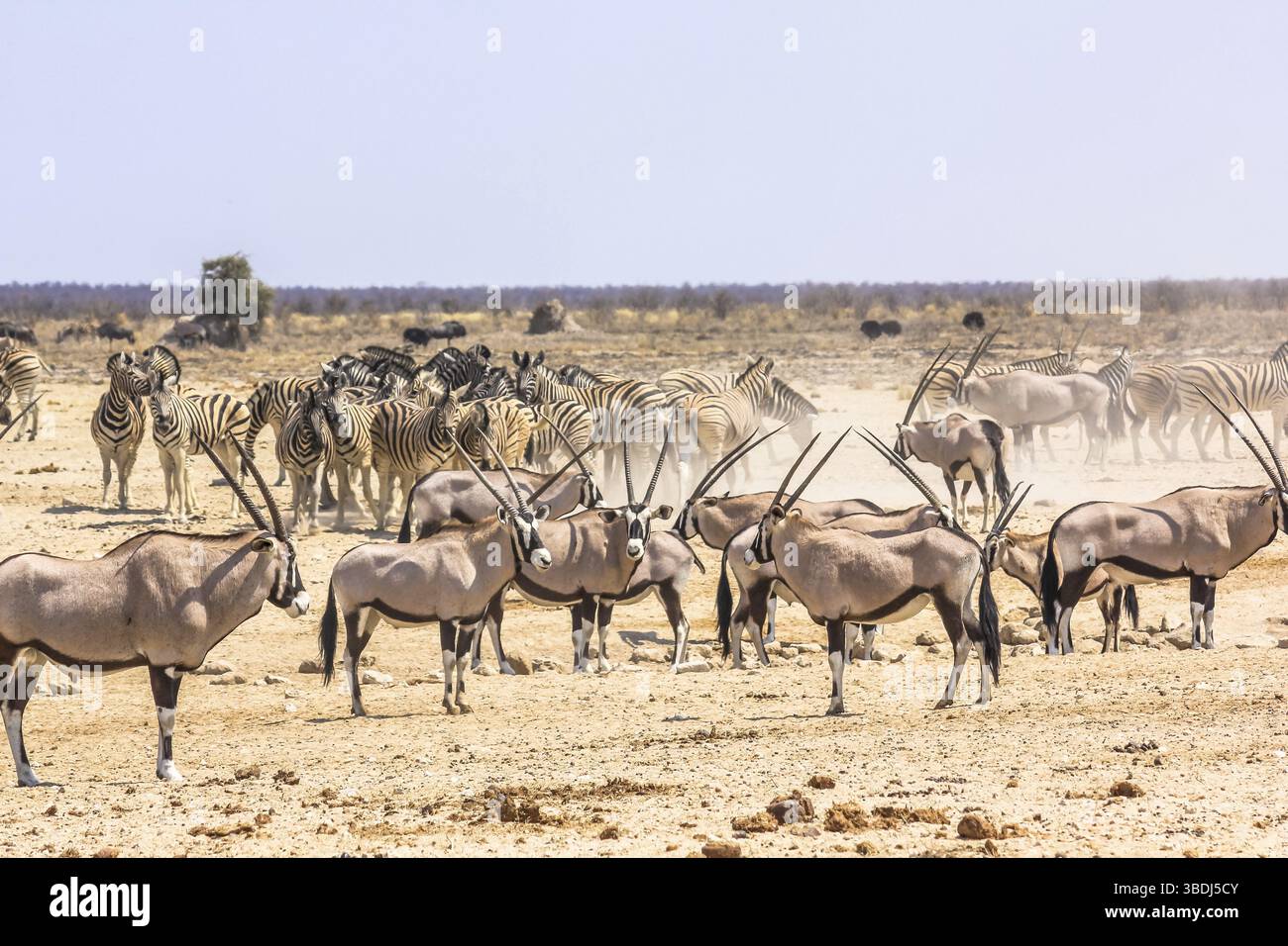 Wildlife animals: zebras oryxs at water pool in Namibian savannah of ...
